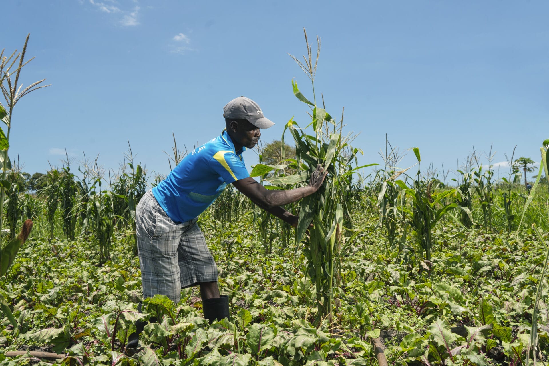 Progetto Kilimo Endelevu - Sustaining livelihood and food security ...